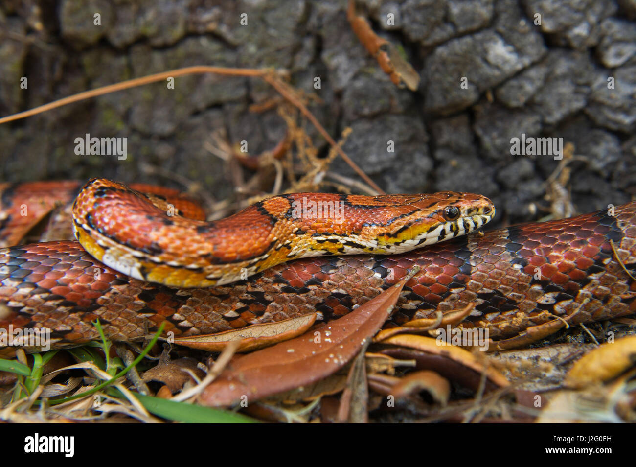 Corn Snake (Elaphe guttata), or red rat snake. Captive. Little St Simon ...