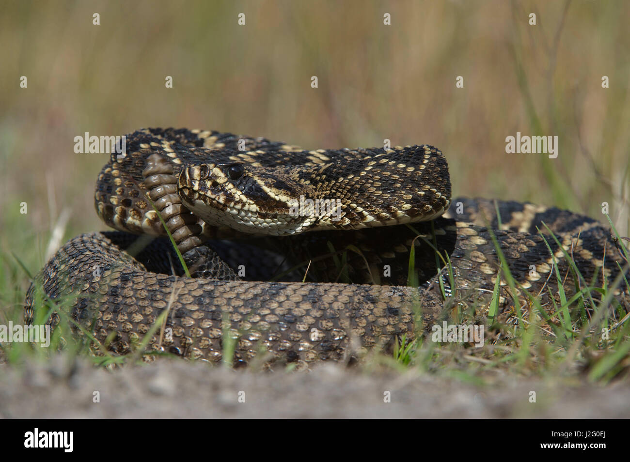 Eastern Diamondback Rattlesnake (Crotalus adamanteus) Little St Simon's ...