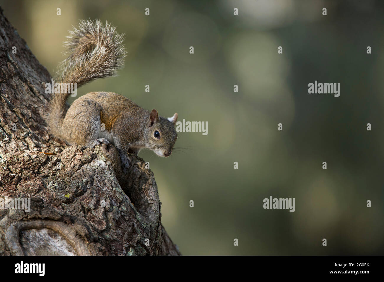 Eastern Gray Squirrel, or grey squirrel (Sciurus Carolinensis)Little St ...