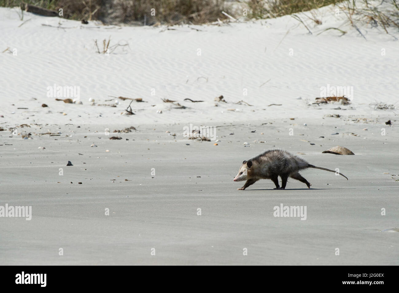 Virginia opossum (Didelphis Virginiana) on beach, Little St Simon's ...