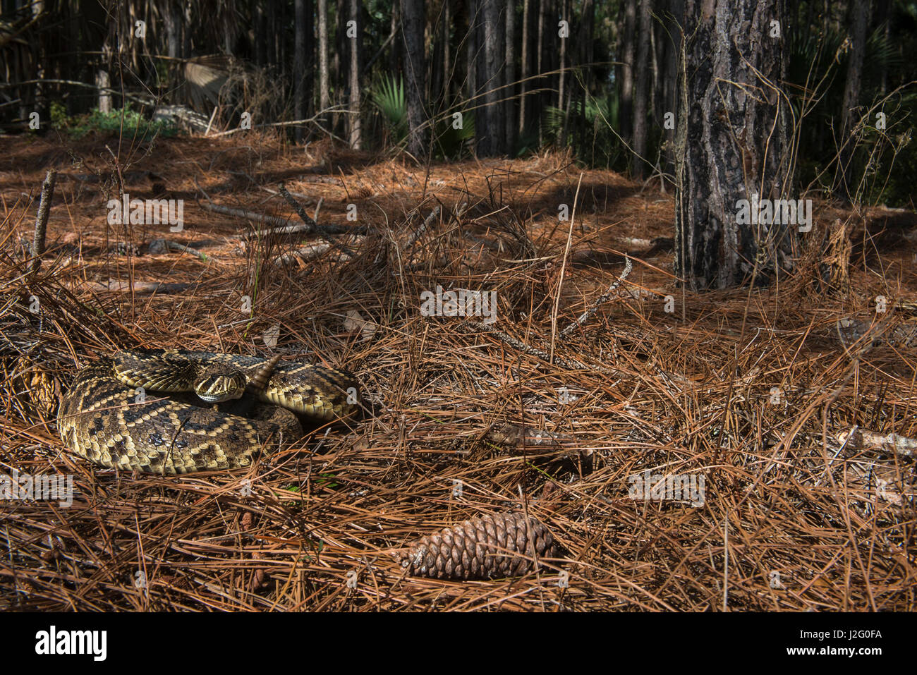 Eastern Diamondback Rattlesnake (Crotalus adamanteus), Little St Simon ...