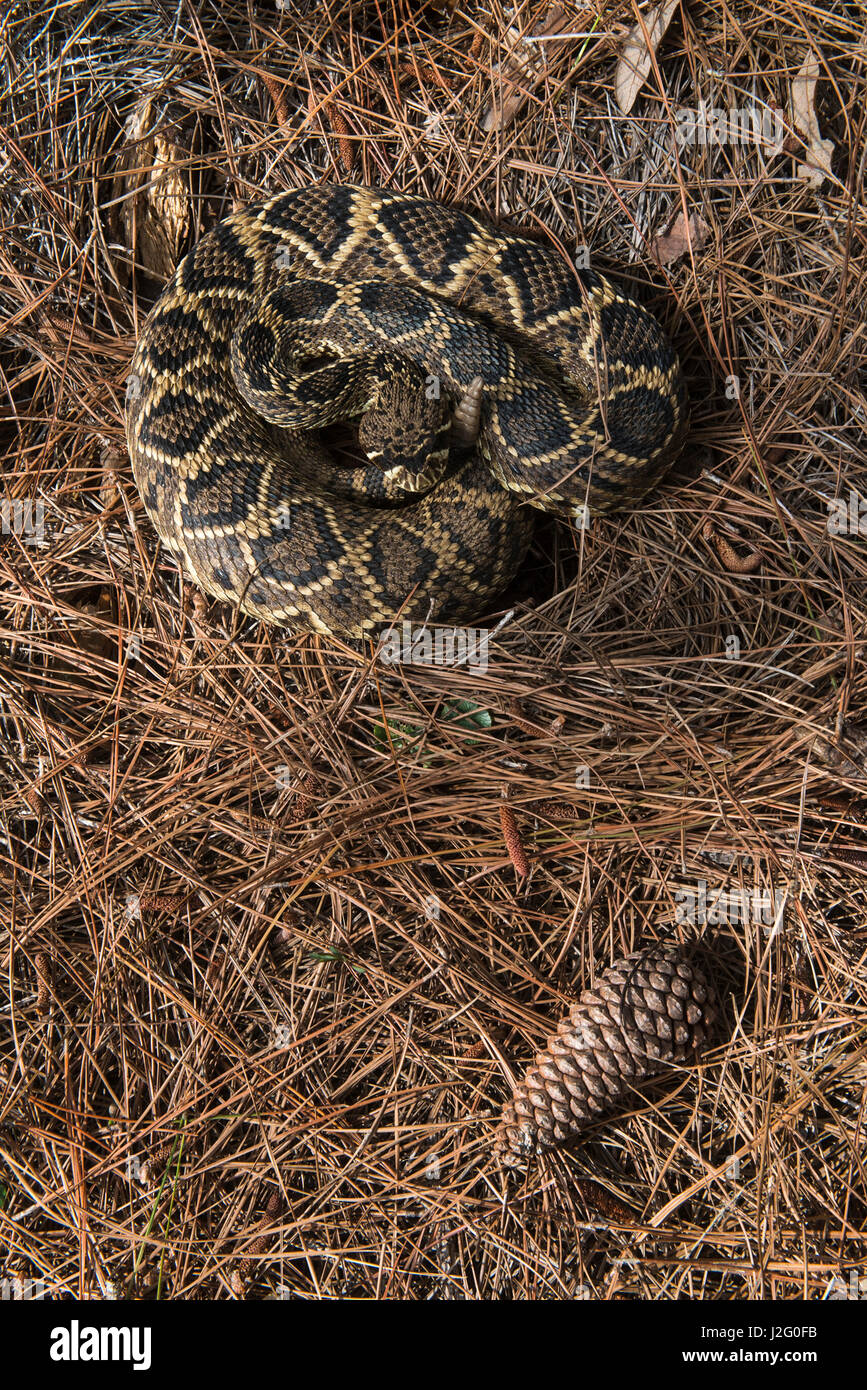 Eastern Diamondback Rattlesnake (Crotalus adamanteus), Little St Simon ...
