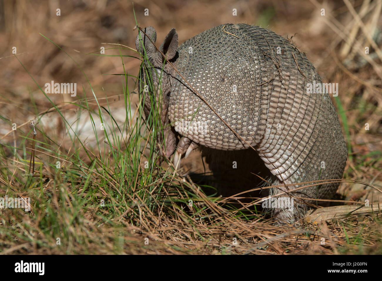 Little st simons island georgia hi-res stock photography and images - Alamy