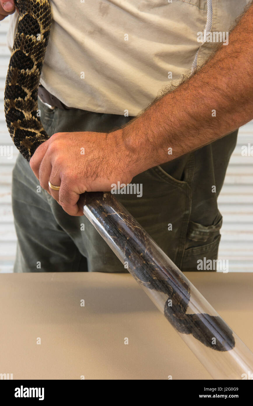 Timber Rattlesnake (Crotalus horridus), Black morph. Captive. Tubing ...