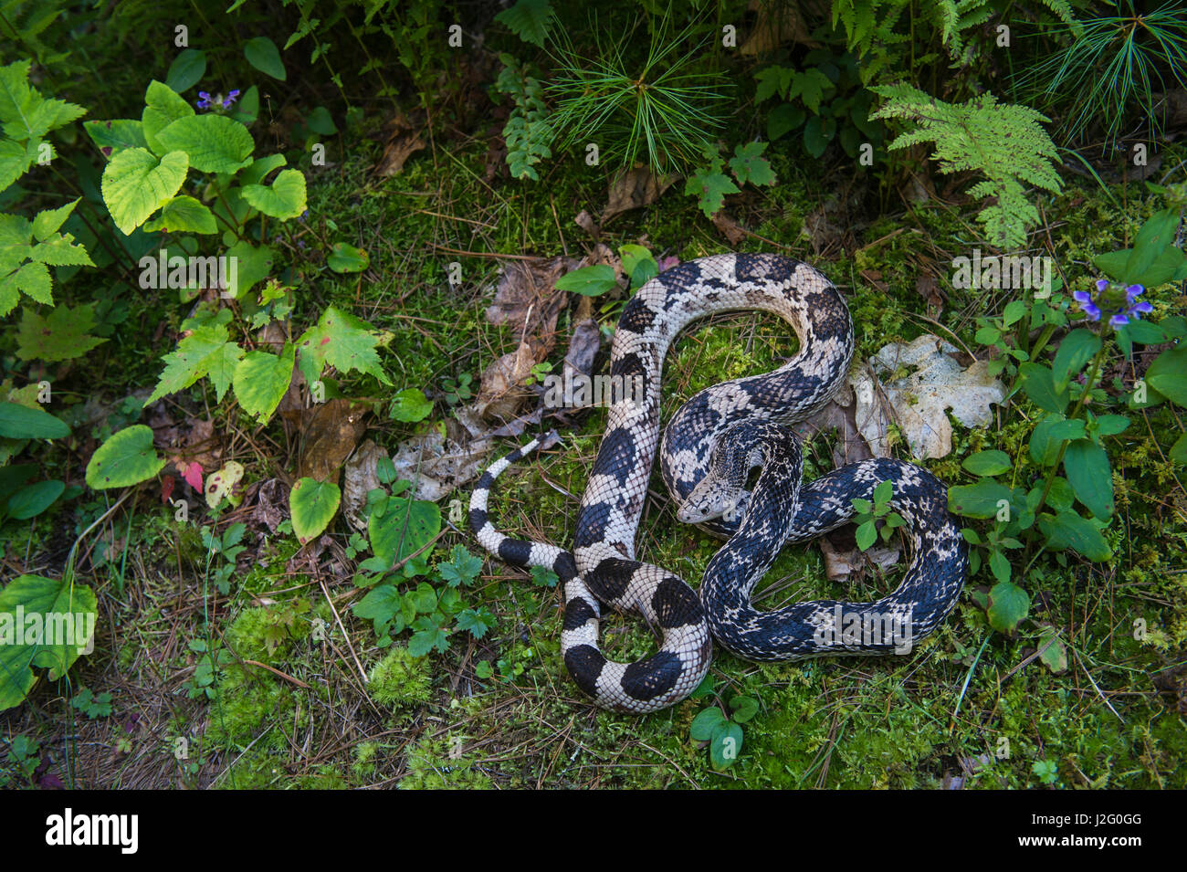 Northern pine snake hi-res stock photography and images - Alamy