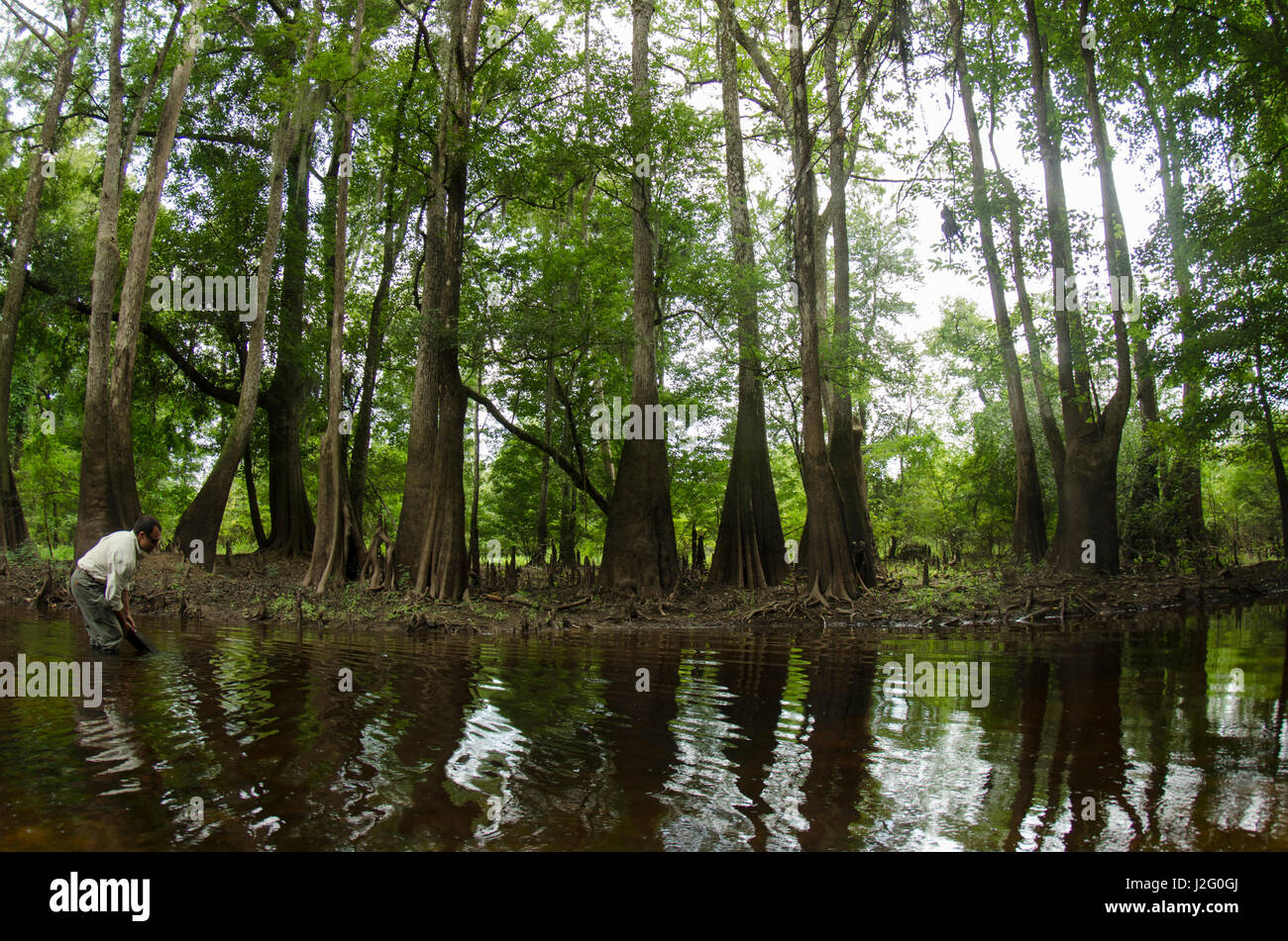 The orianne indigo snake preserve hi-res stock photography and images ...