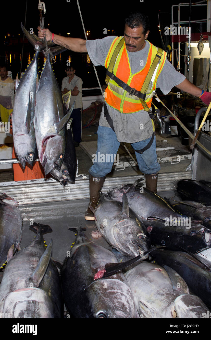USA, Hawaii, Oahu, Honolulu. Yellowfin tuna hoisted off fishing boat at ...