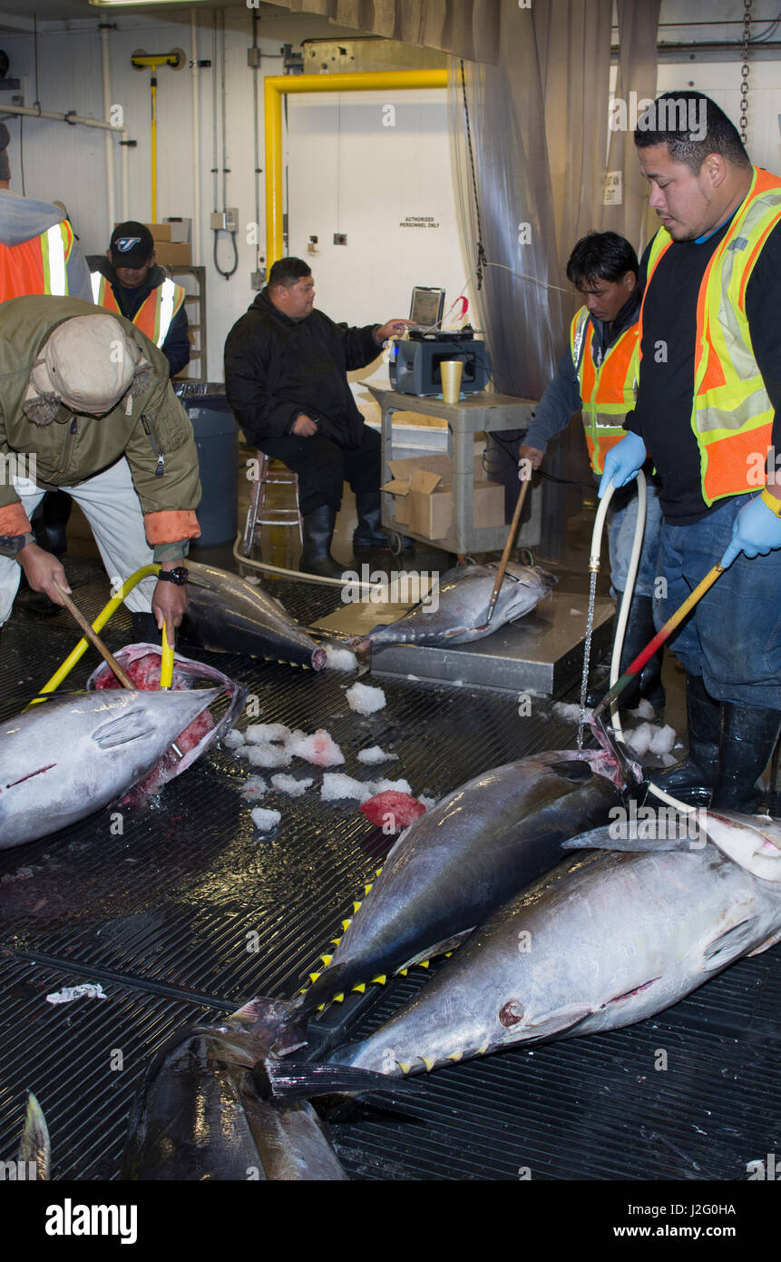 USA, Hawaii, Oahu, Honolulu. Cleaning and weighing tuna at Honolulu ...