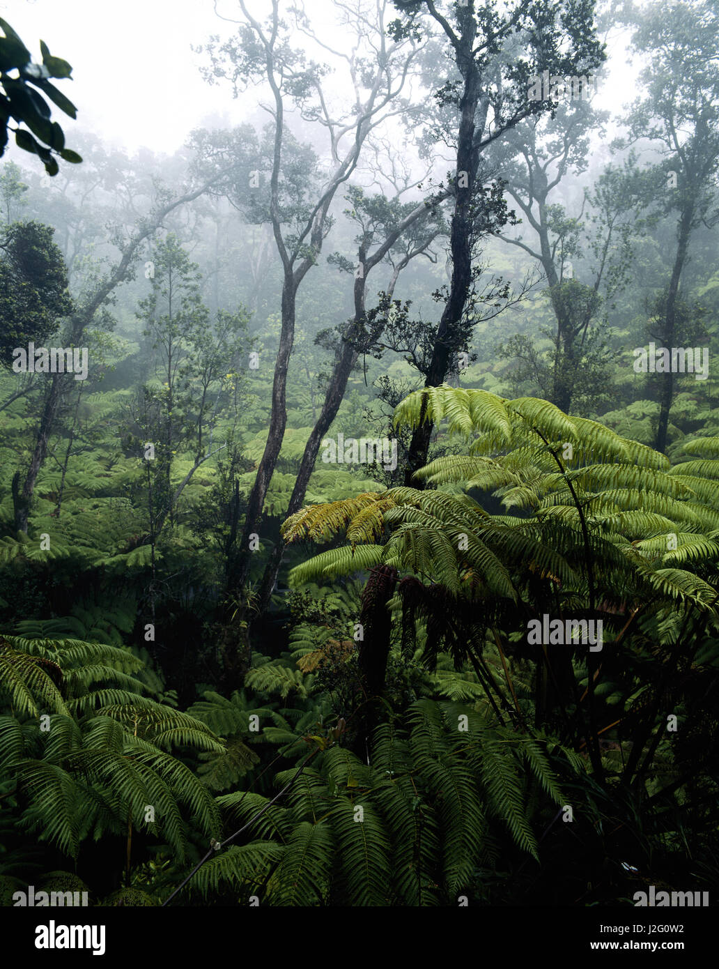 Rainforest hawaii volcanoes national park hi-res stock photography and ...