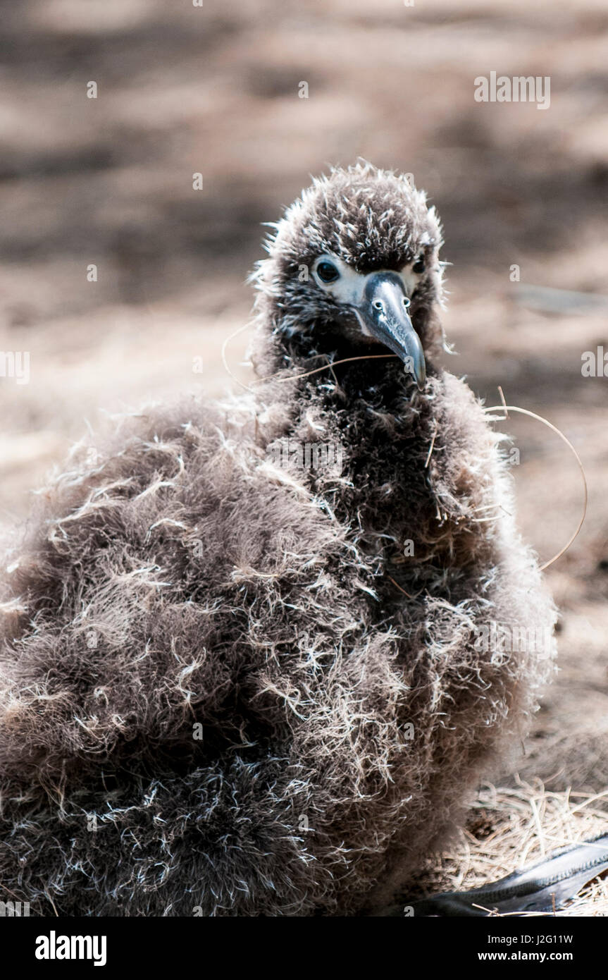 Laysan Albatross (Phoebastria immutabilis) chick, Kilauea Point ...