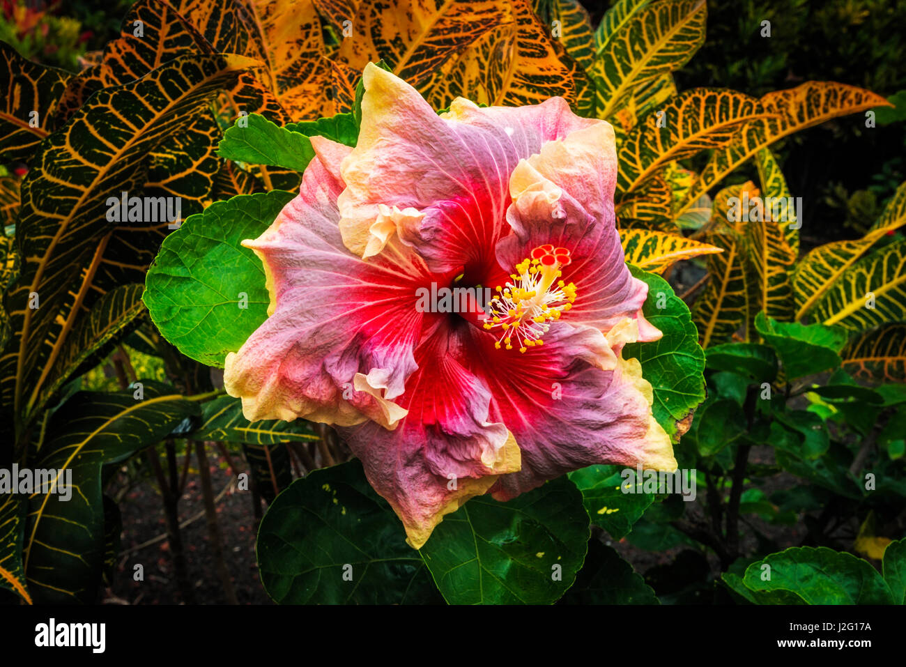 Hibiscus flower in the Galaxy Garden, Paleaku Gardens Peace Sanctuary ...