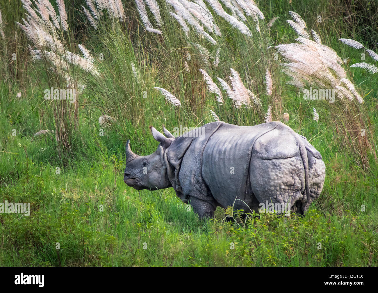 Wild Rhinoceros in Chitwan National Park, Sauraha, Nepal Stock Photo ...