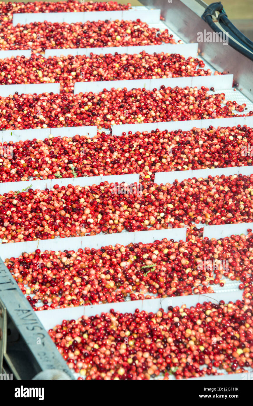 USA, Massachusetts, Wareham, cranberry harvest (Large format sizes ...