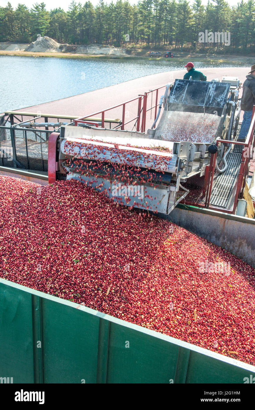 USA, Massachusetts, Wareham, cranberry harvest (Large format sizes ...