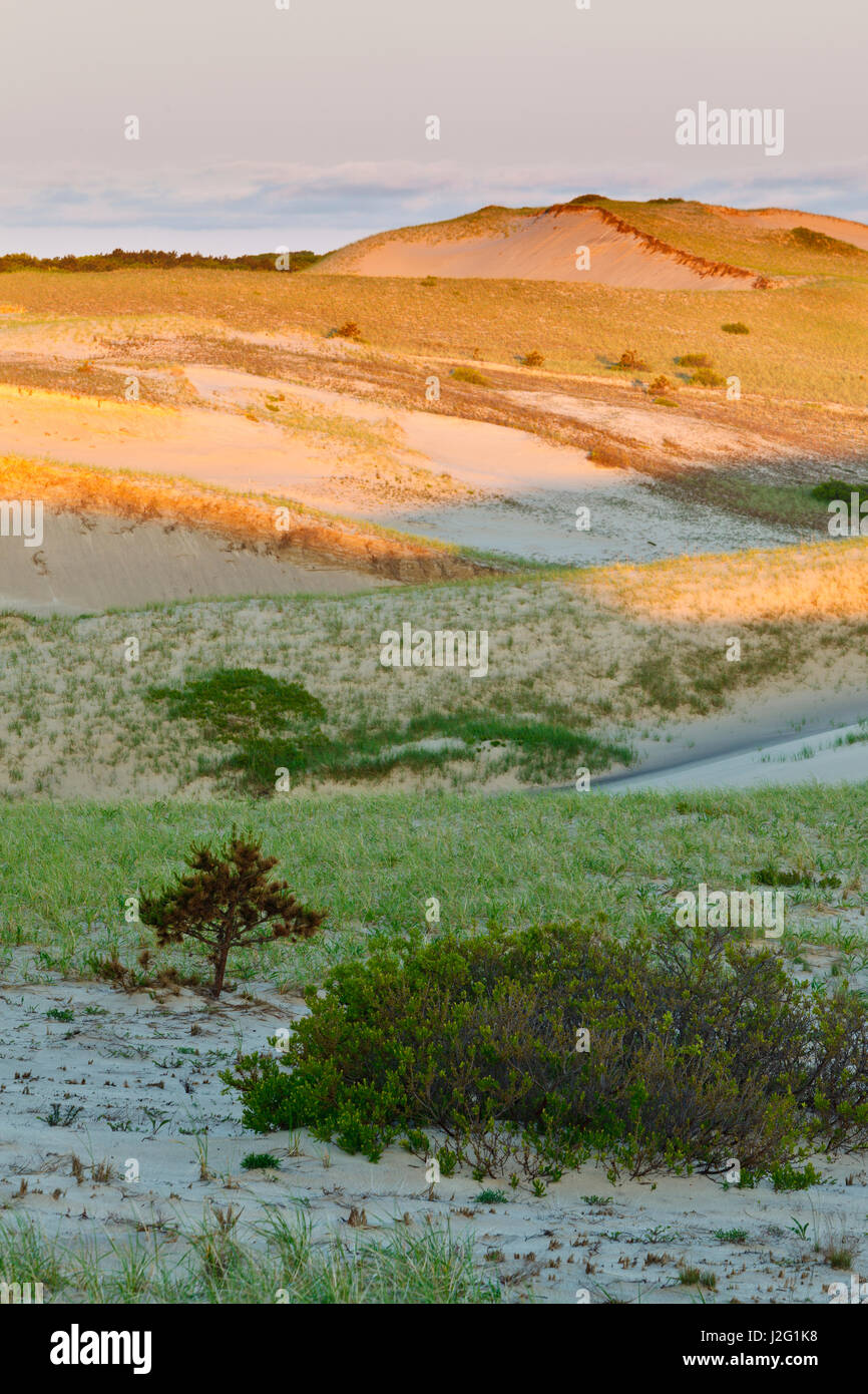 The dunes in the 'Provincelands' of Cape Cod National Seashore ...