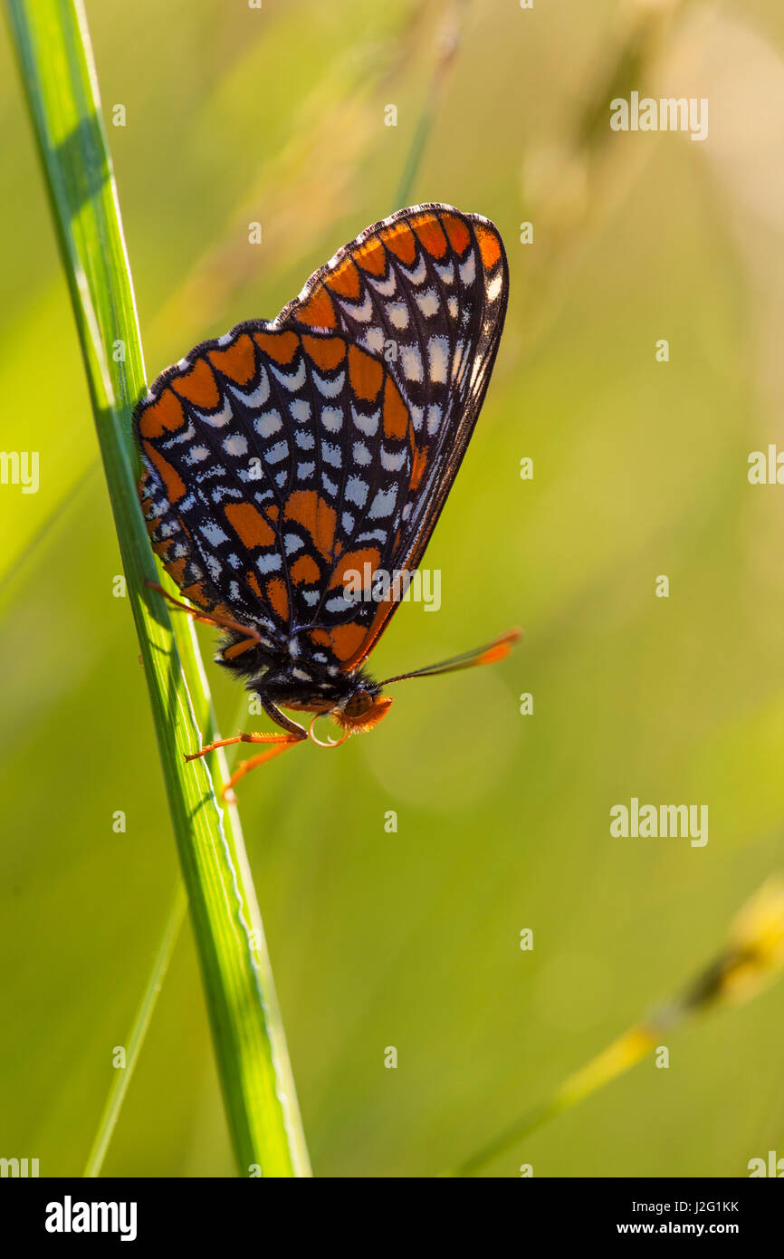 Baltimore Checkerspot butterfly, Euphydryas phaeton, in a field at ...