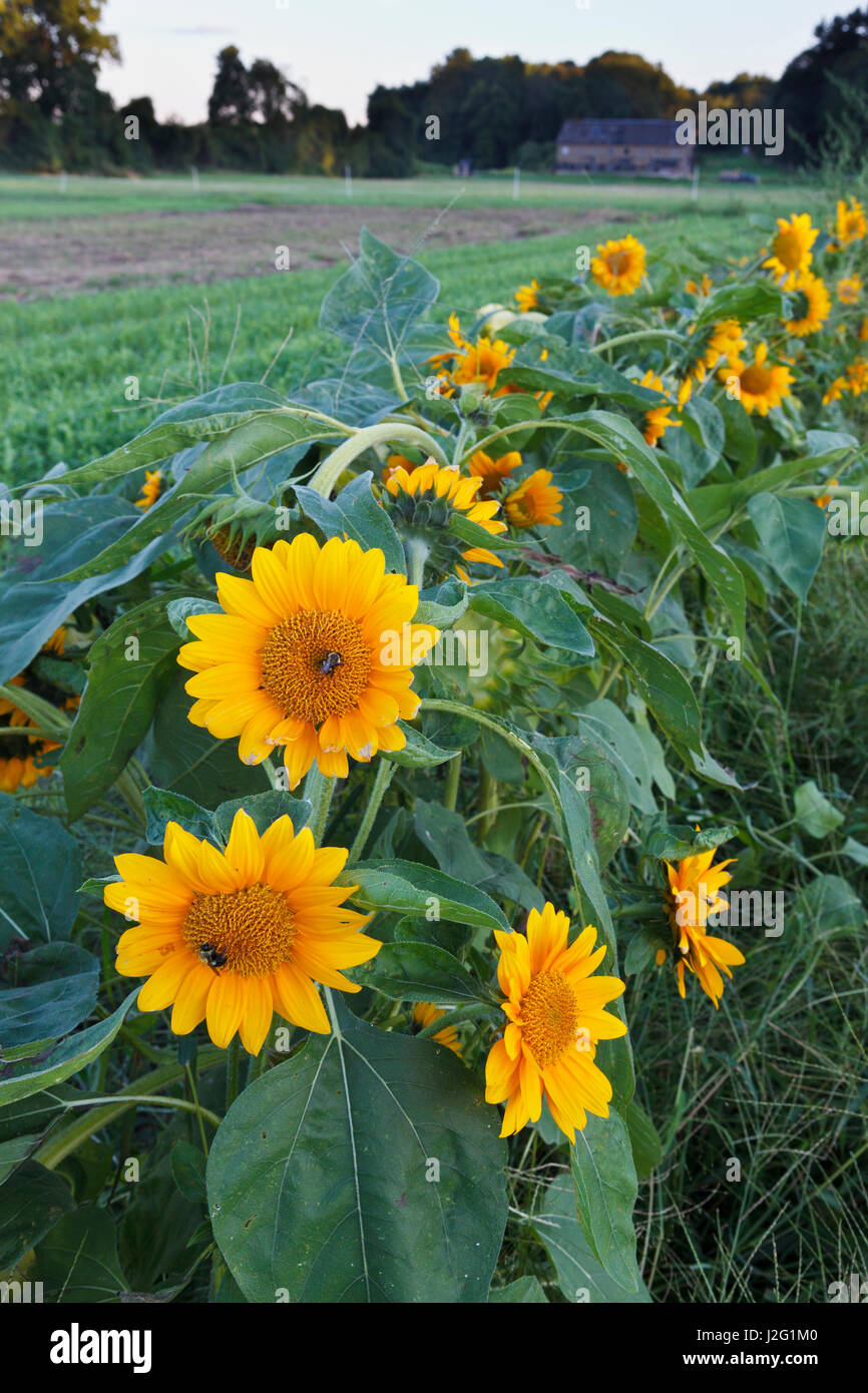 Sunflowers at the Crimson and Clover Farm, Northampton, Massachusetts ...
