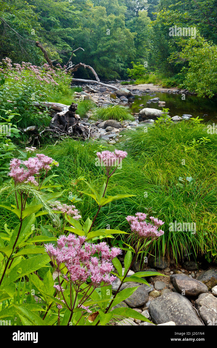 Joe Pye-weed grows next to the Mill River in the new Mill River ...