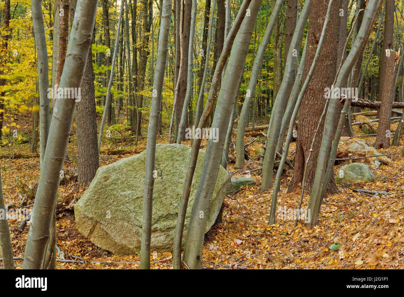 A boulder in the forest at Elmwood Farm in Hopkinton, Massachusetts ...