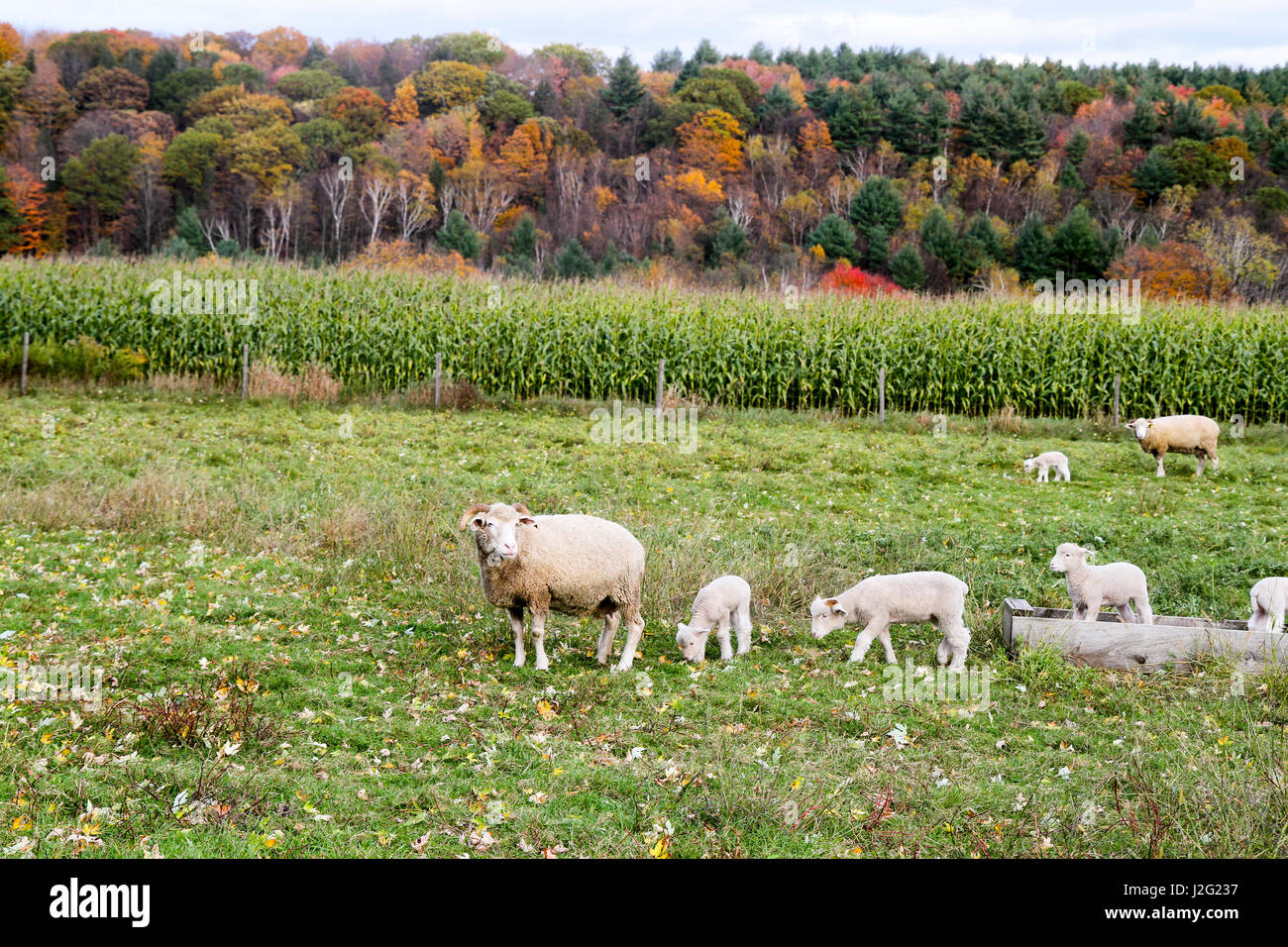 Sheep and lambs on a farm in Franklin County, Massachusetts, USA Stock ...