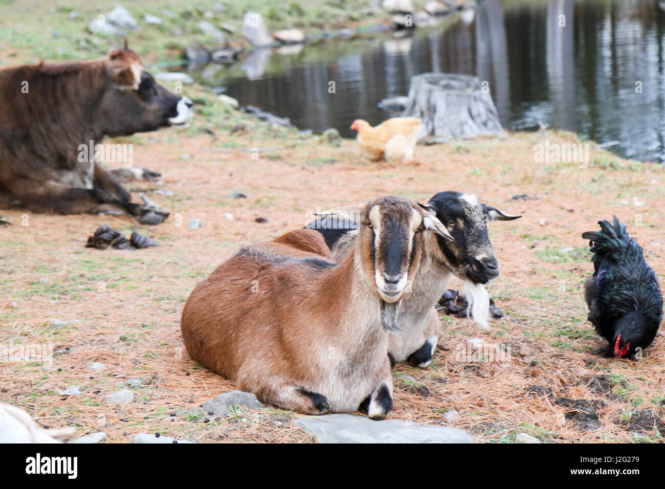 Animals on a farm in Western Massachusetts, USA Stock Photo - Alamy