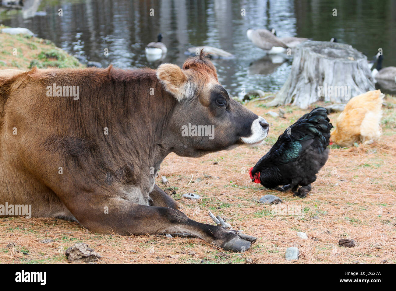 A cow and chicken near a pond on a farm in Western Massachusetts, USA ...