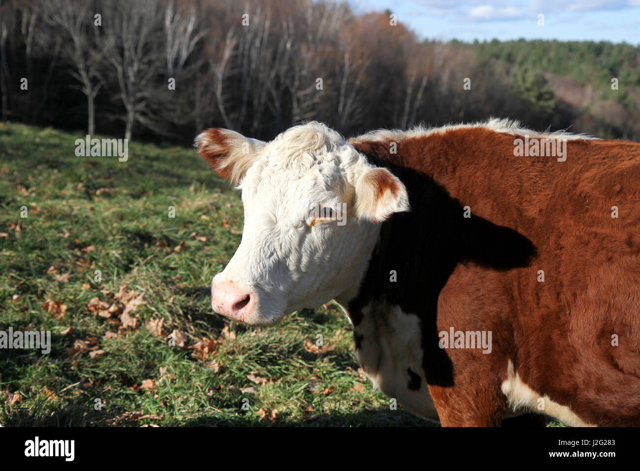 A cow at Wheel-View Farm, Shelburne, Massachusetts, USA Stock Photo - Alamy