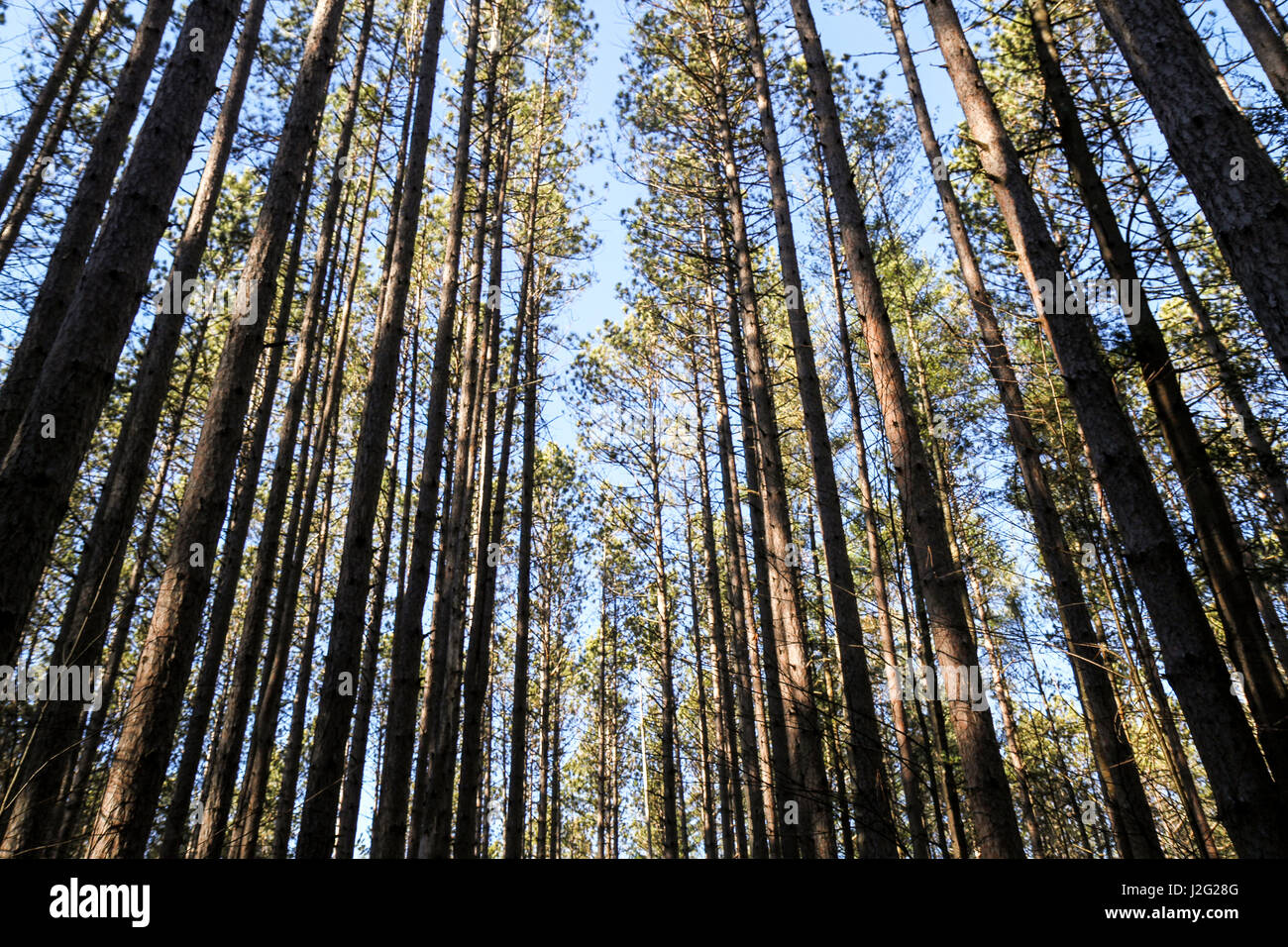 The regularly-spaced trees of the Red Pine Plantation, established in ...