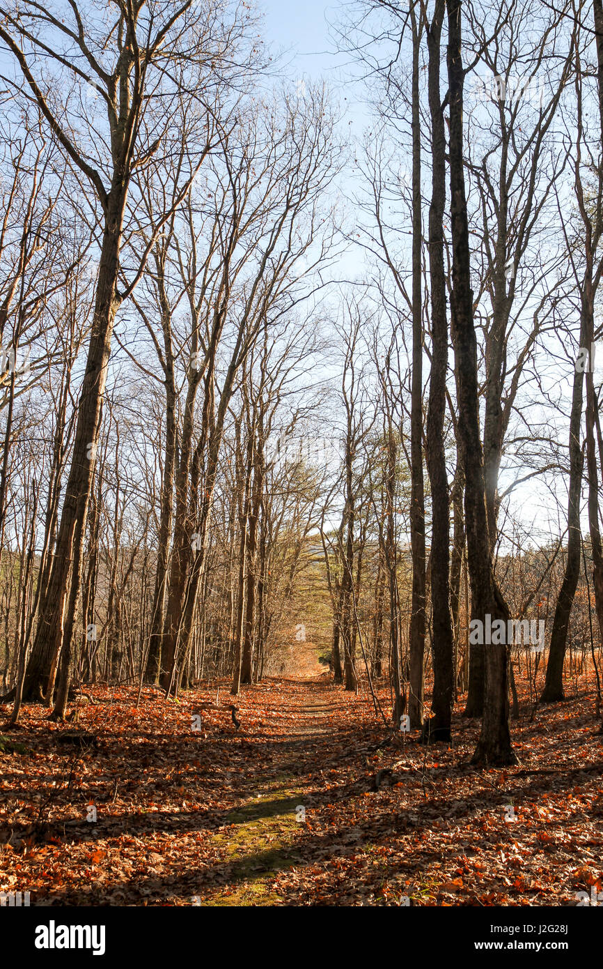 Late fall on a path in Mohawk Trail State Forest, Massachusetts, USA ...