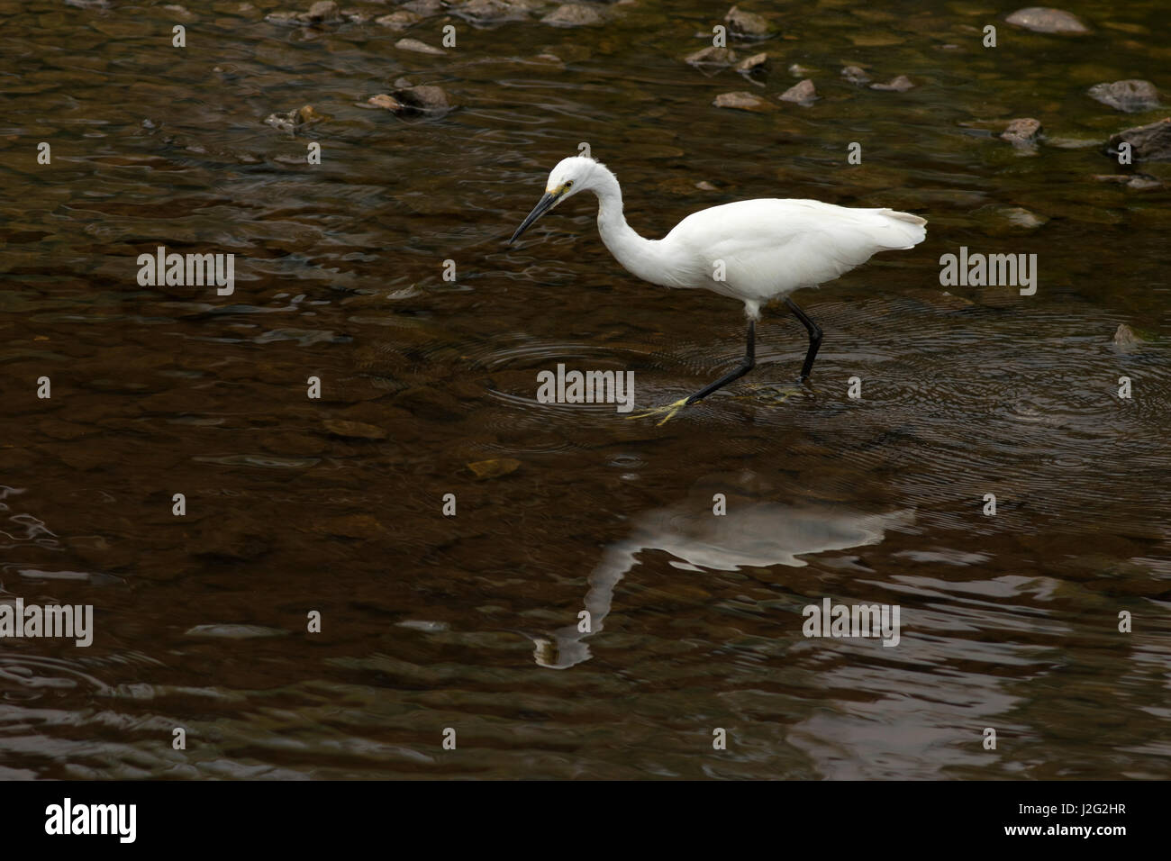 white bird in lake Stock Photo - Alamy
