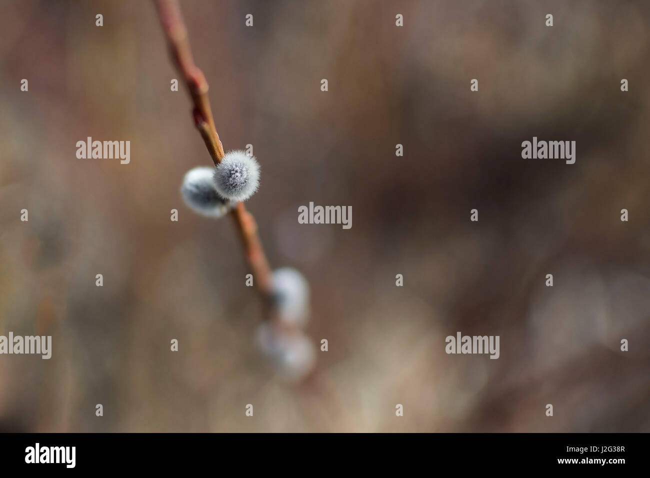 In springtime, the flowers or catkins of the Willow Tree grow often ...