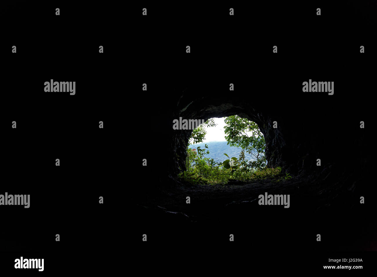 South America, Brazil, Parana. View of plant life from tunnel Stock ...