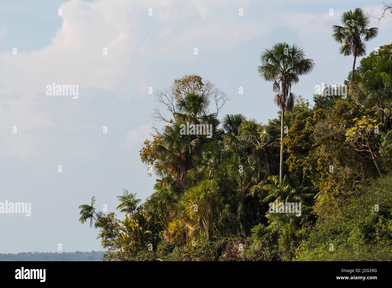 Amapa tree hi-res stock photography and images - Alamy