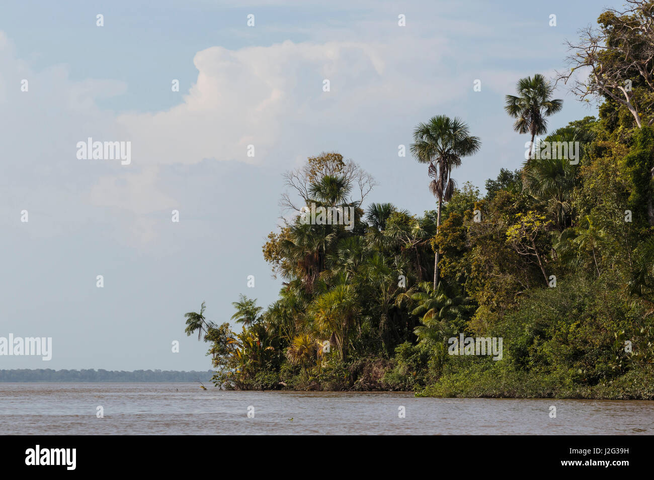 Amapa tree hi-res stock photography and images - Alamy