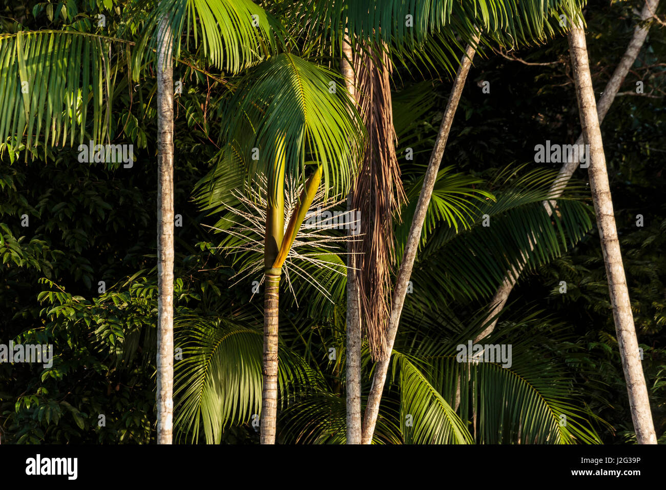 Amapa tree hi-res stock photography and images - Alamy