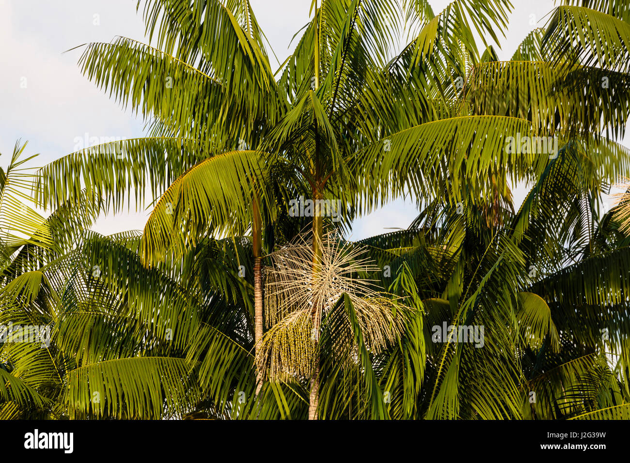 Amapa tree hi-res stock photography and images - Alamy