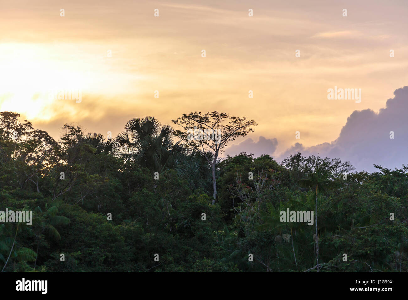 Amapa tree hi-res stock photography and images - Alamy