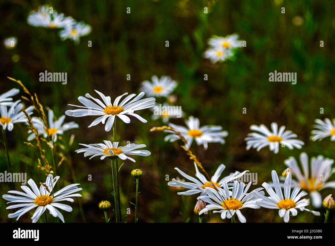 white fresh daisy flowers with bright sun light, natural landscape ...