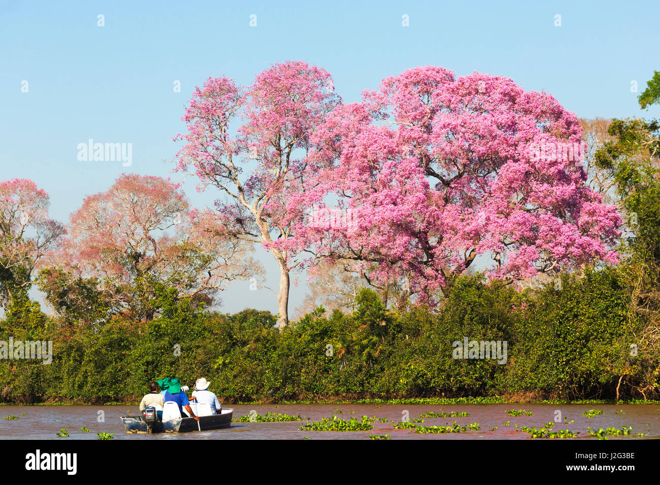 Brazil, Mato Grosso, The Pantanal, Pixiam River, pink ipe tree ...