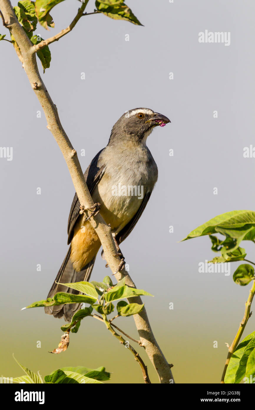 Brazil, Mato Grosso, The Pantanal, grayish saltator, (Saltator ...