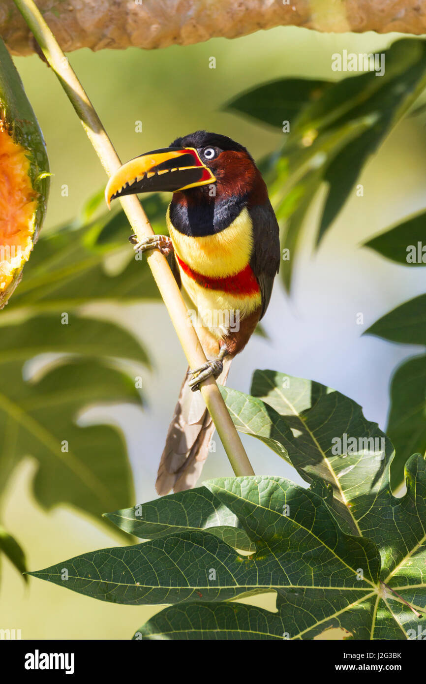 Brazil, Mato Grosso, The Pantanal, chestnut-eared Aracari ...