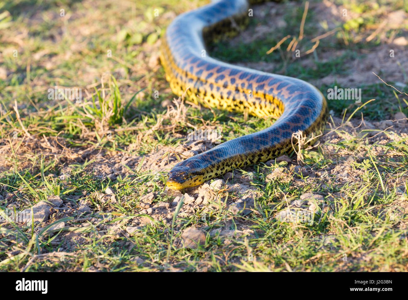Anaconda habitat hi-res stock photography and images - Alamy