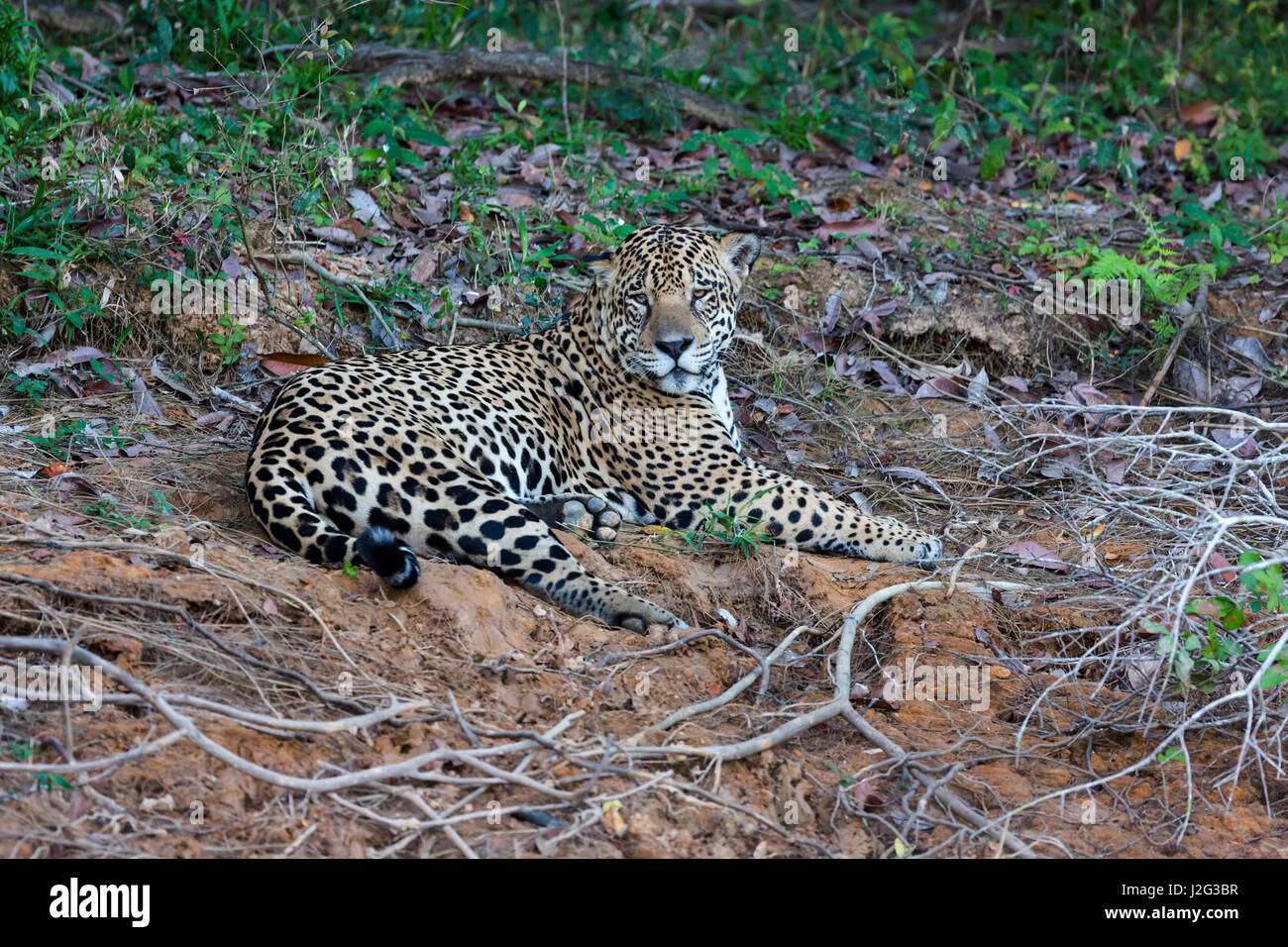 Brazil, Mato Grosso, The Pantanal, Rio Cuiaba, jaguar, (Panthera onca ...