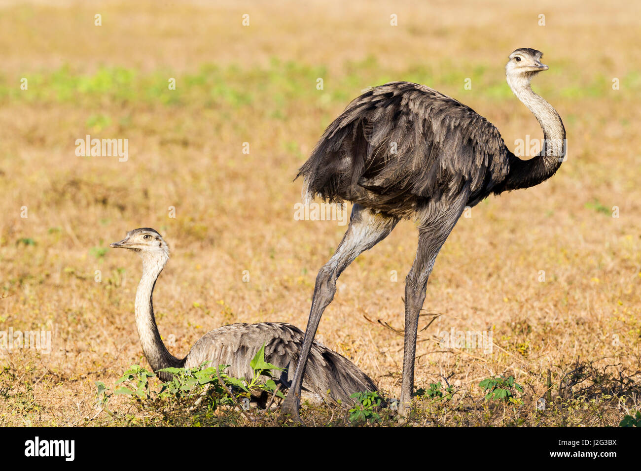 Great rhea hi-res stock photography and images - Alamy