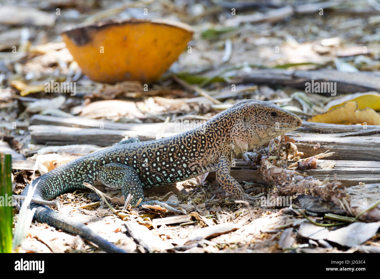 Golden tegu hi-res stock photography and images - Alamy