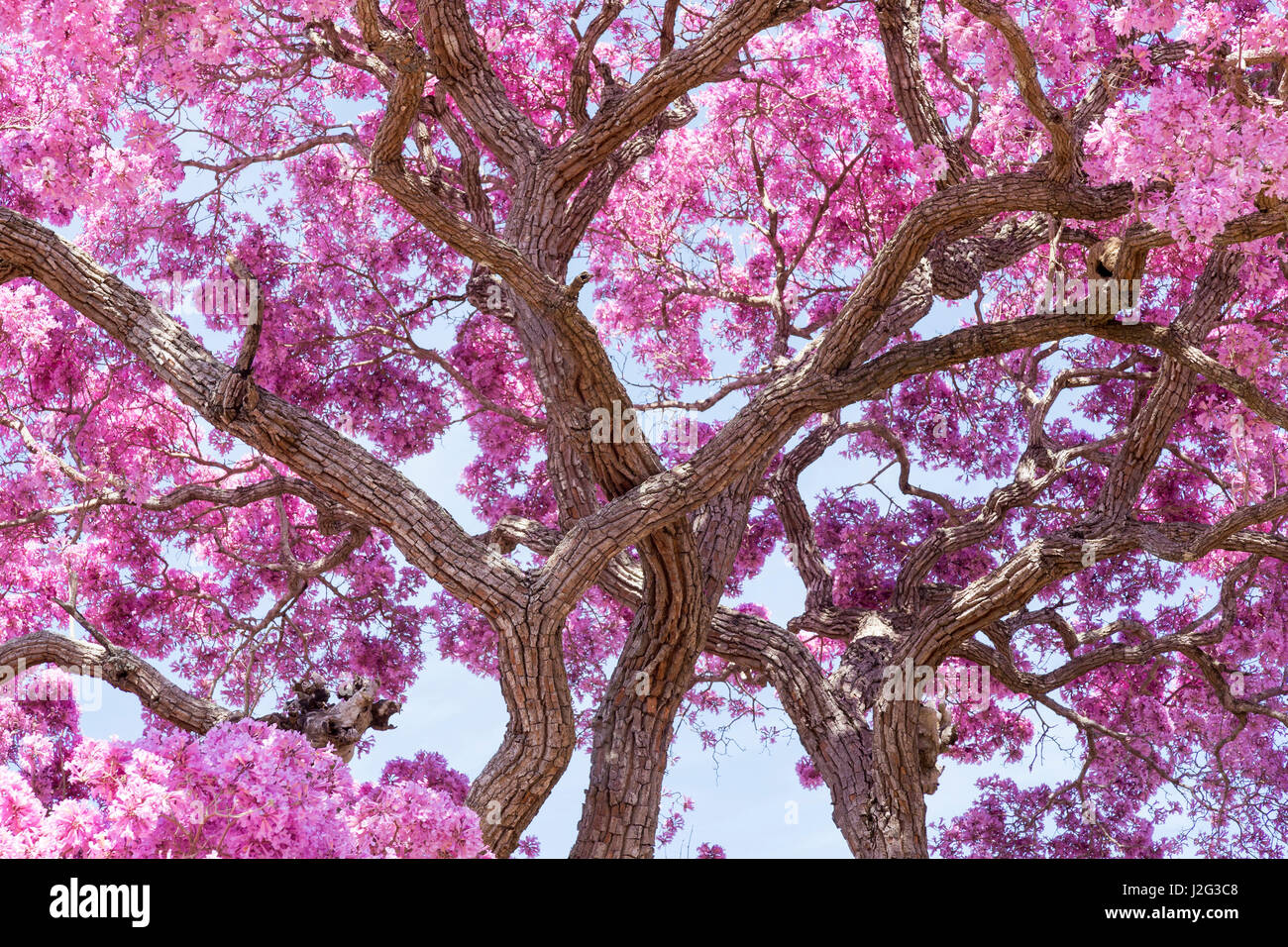 Brazil, Mato Grosso, The Pantanal, Ipe tree, (Tabebuia impetiginosa ...