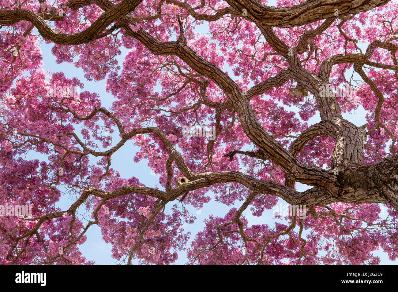 Brazil, Mato Grosso, The Pantanal, Ipe tree, (Tabebuia impetiginosa ...