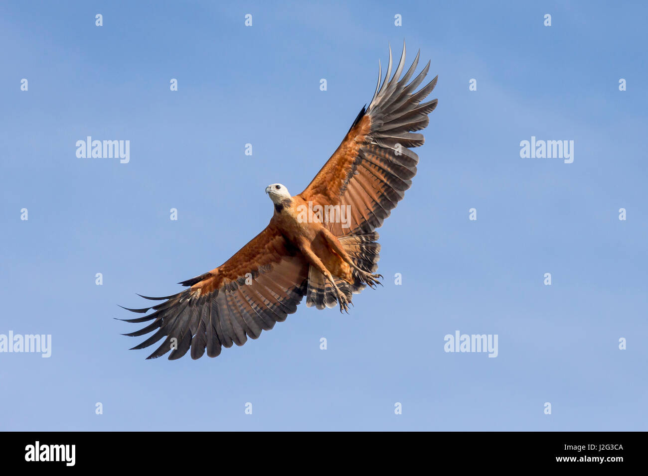 Brazil, Mato Grosso, The Pantanal, black-collared hawk, (Busarellus ...
