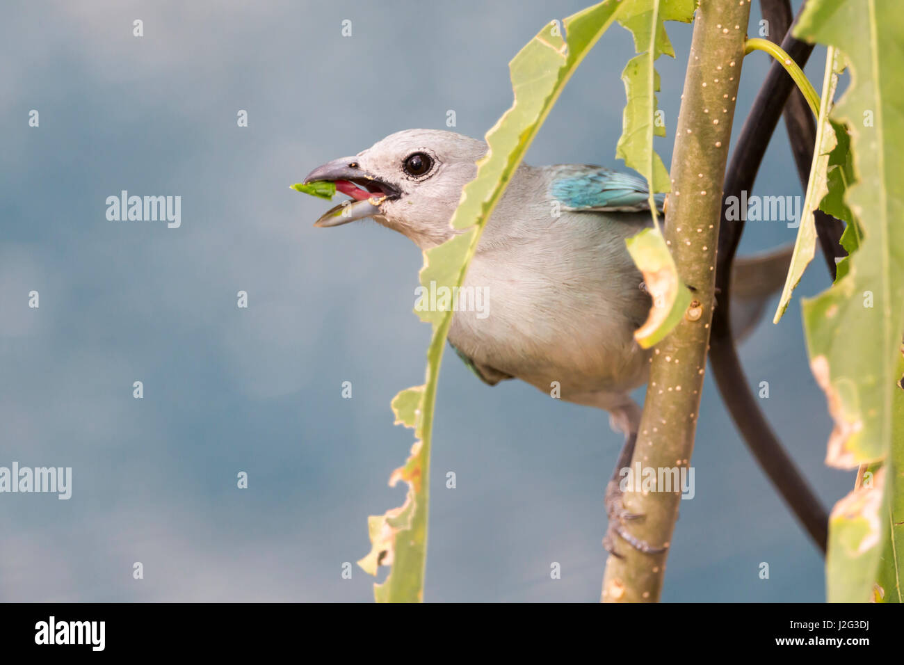Brazil, Mato Grosso, The Pantanal, sayaca tanager, (Thraupis sayaca ...