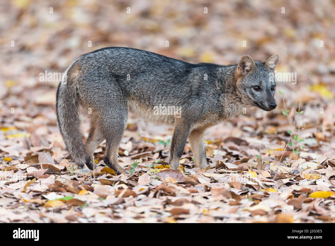 Brazil, Mato Grosso, The Pantanal, crab-eating fox, (Cerdocyon thous ...